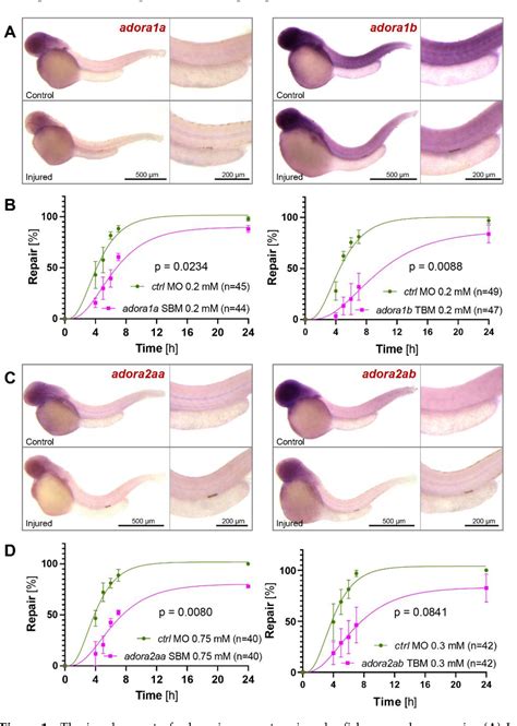 Figure From Control Of Directed Cell Migration After Tubular Cell Injury By Nucleotide