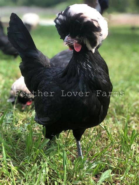 White Crested Black Polish Chick Unsexed Feather Lover Farms