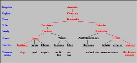Fossil Classification Sale Online