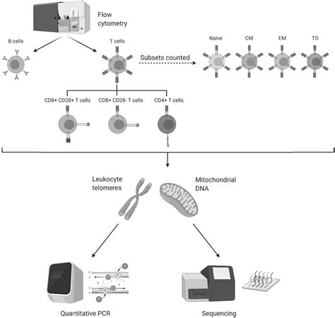 Cell Sorting And Analysis Cells Will Be Sorted By Flow Cytometry Into Download Scientific