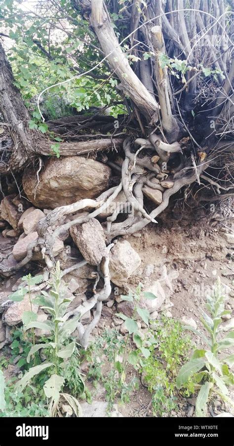 High Angle View Of Tree Roots In Forest Stock Photo Alamy