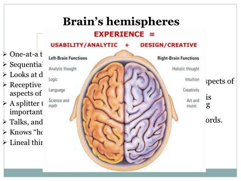 The Human Brain Presentation