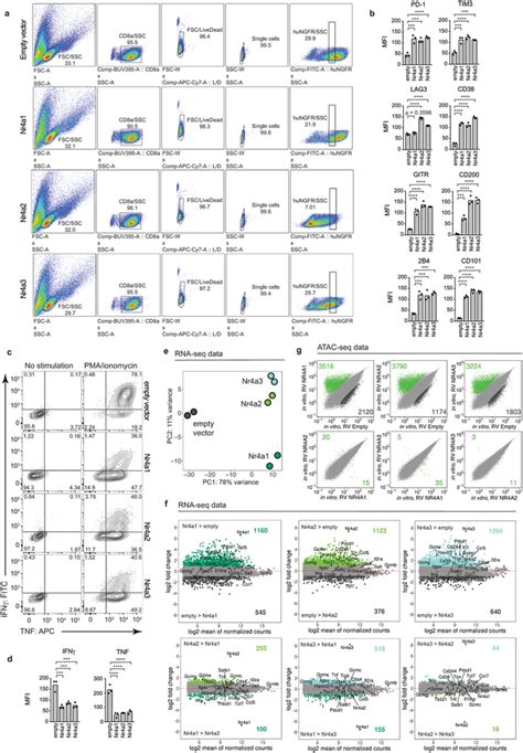 Nr4a Transcription Factors Limit Car T Cell Function In Solid Tumors Pmc