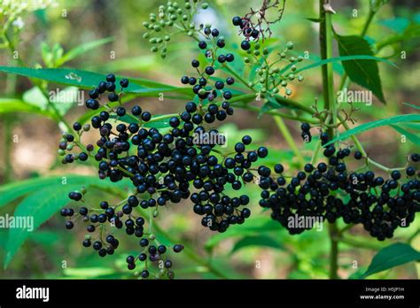 Fruit Trees Home Gardening Apple Cherry Pear Plum Tree With Small Black Fruit