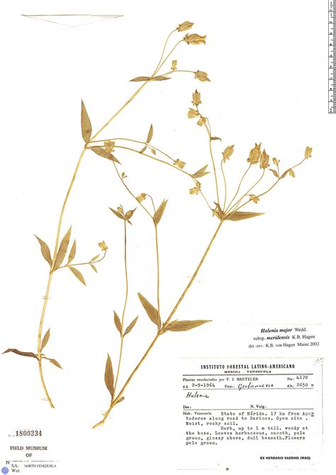 Halenia Major Herbário Rapid Reference The Field Museum
