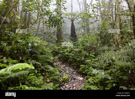 Upper Montane Or Cloud Forest On Mount Kinabalu Sabah Malaysia
