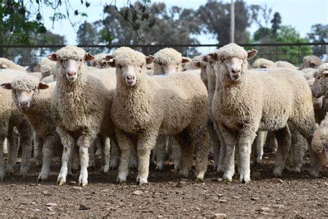 Lot 642 355 Mixed Sex Suckers Auctionsplus