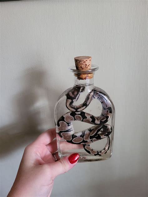 Ball Python Formalin Fixed Wet Specimen In A Vintage Whisky Bottle Taxidermy Oddities