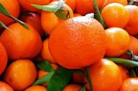 Jeruk Clementine Mungil Sedang Musim Ini Manfaatnya Bagi Kesehatan Grid Health