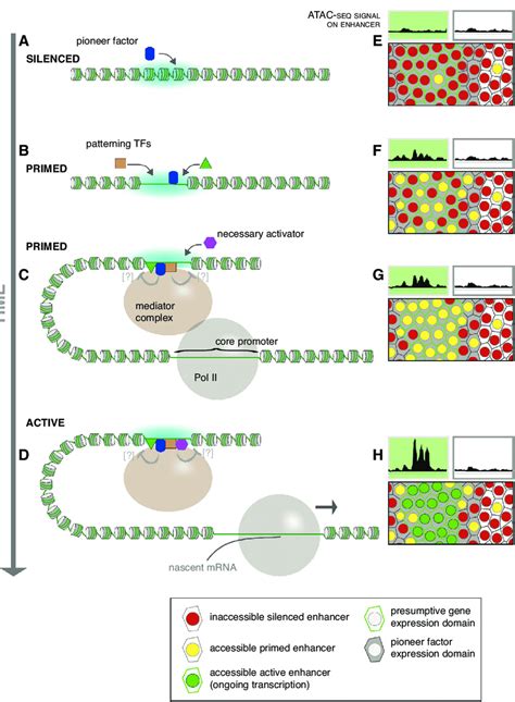 Transitions Between Enhancer States In A Developing Tissue The Figure Download Scientific