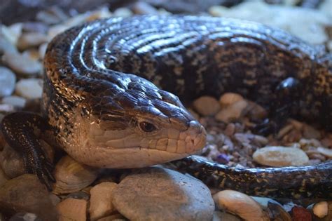 Blue Tongued Lizard Facts Diet Habitat And Pictures On Animaliabio