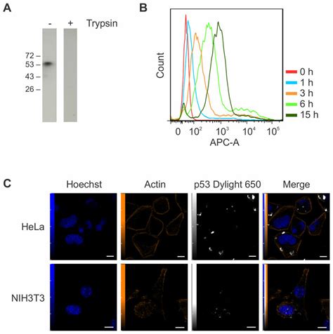 P53 Aggregates Are Internalized By Hela And Nih3t3 Cells A Download Scientific Diagram