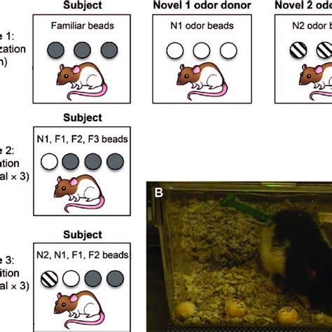 Panel A Schematic Of The Different Phases Of The Social Odor