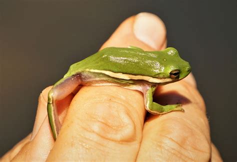 Best Lighting For Green Tree Frogs At Ruth Townsend Blog