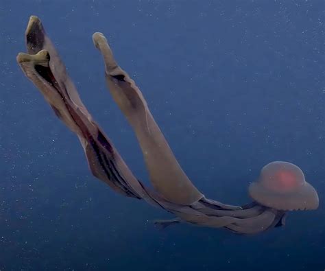 Deep Diving Submersible Captures Amazing Footage Of Giant Phantom Jelly Techeblog