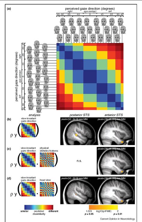 Figure 2 From The Neural Basis Of Eye Gaze Processing Semantic Scholar