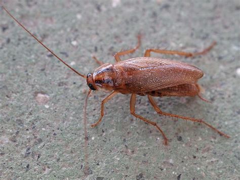 Cockroach Identification Southwest Florida Naples Fl Premier Pest