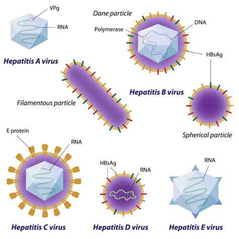 Hepatitis A Virus Detection Of Antibodies Against Hepatitis A Virus