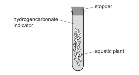 Igcse Biology 0610 6 1 Photosynthesis Igcse Style Questions Paper 1