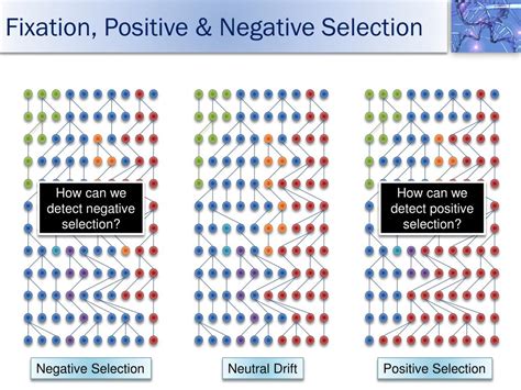 Ppt Human Population Genetics Powerpoint Presentation Free Download