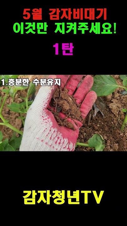 5월 감자비대기 이것만은 꼭 해주세요 1탄 감자 수확 재배 농사 Youtube