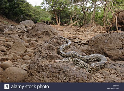 indian rock python python molurus molurus non venomous rare called