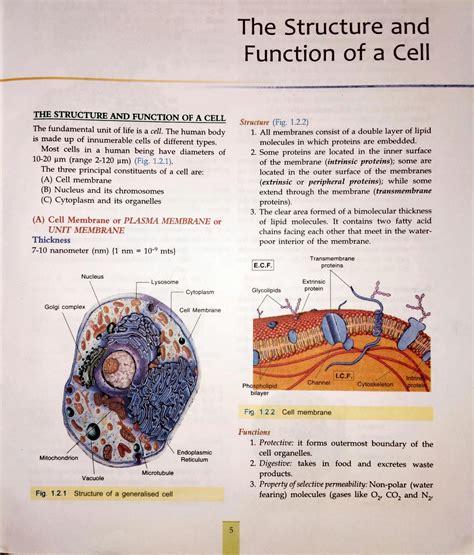 SOLUTION: Structure functions of cell - Studypool
