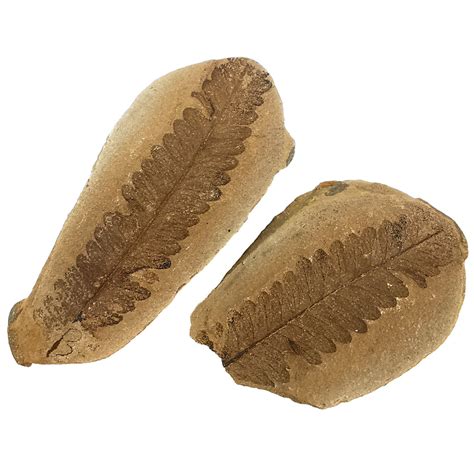 Fern Nodule Pair Fossil