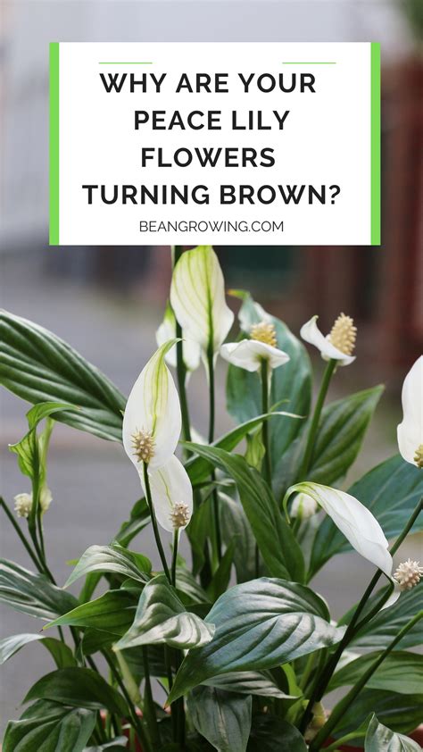 Best 20 Reasons Peace Lily Brown Leaves Cures To Revive Artofit