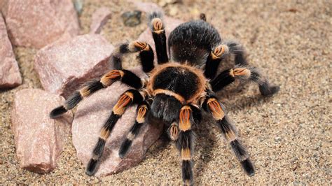 300 Free Tarantulas And Spider Images Pixabay