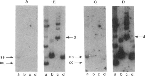 Detection Of Ssdna Species By Southern Blot Analysis Recombinant