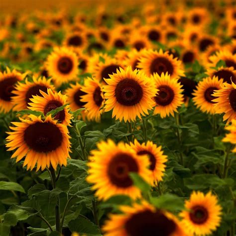 სოფელი ნადარბაზევი