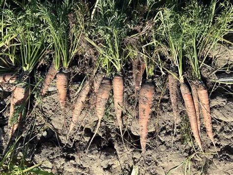 Nematode Resistance Progress Report Carrot Country