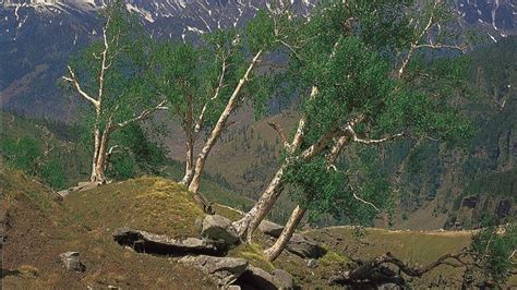 Himalayas Plant Life Britannica