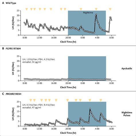 Patterns Of Luteinizing Hormone Lh Secretion Over A 24 Hour Period
