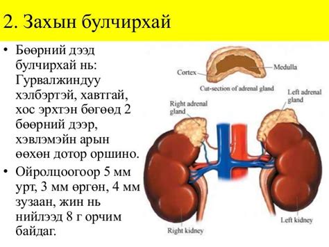 Лекц №4 2 Дотоод шүүрлийн эрхтний гистологи