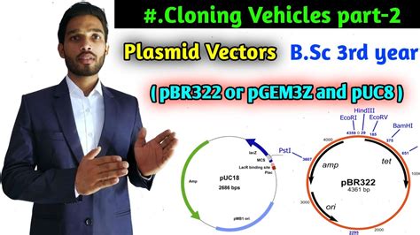 What Is Plasmid Vectors Pbr322 Plasmid Vector Puc8 Plasmid Vector
