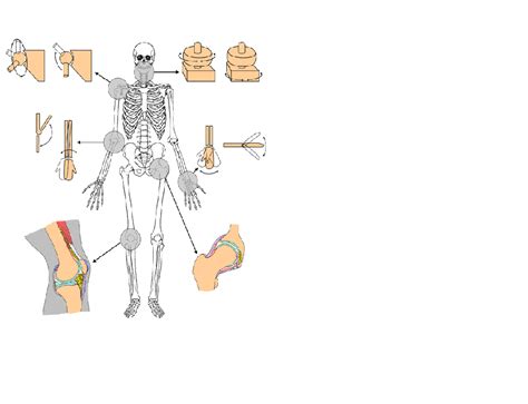 Skeletal System Test Review Diagram Quizlet