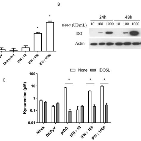 Ifn Gamma Promotes The Over Expression Of Functionally Active