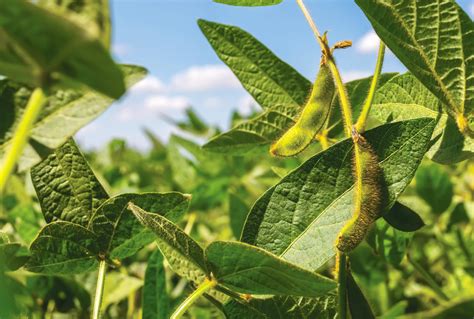 Increased Soybean Output To Come For Brazil Alberta Farmer Express