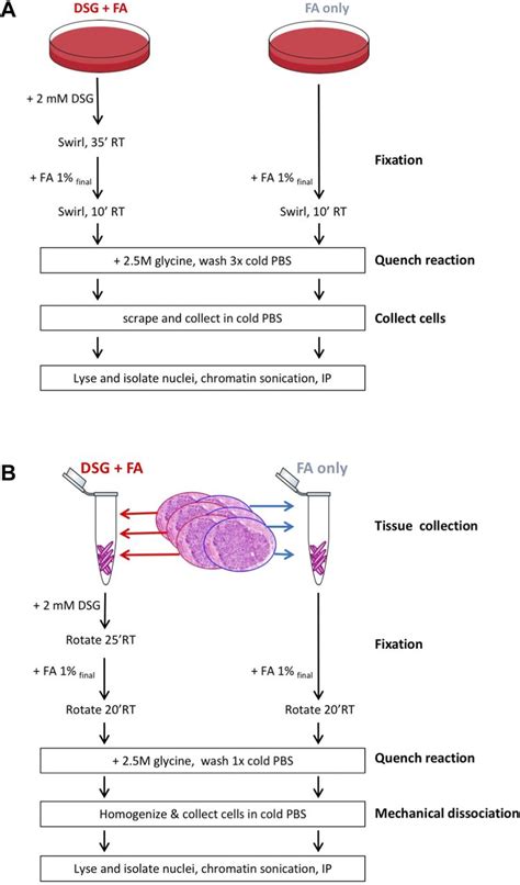 Optimized Chip Seq Method Facilitates Transcription Factor Profiling In Human Tumors Life