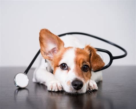 Why is Veterinary Care So Expensive? | Veterinary Costs