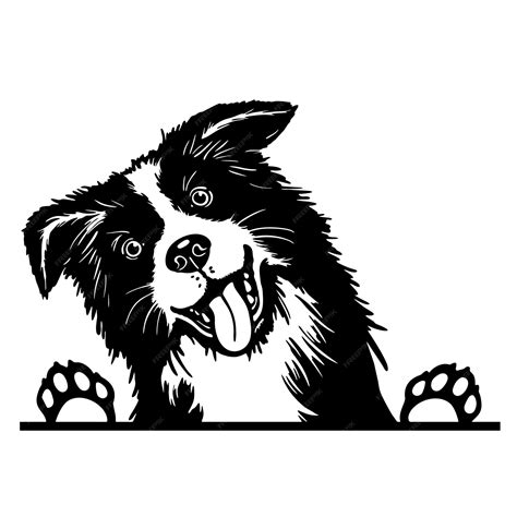 Premium Vector Boder Collie Vector Illustration