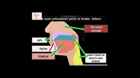 4 Five Major Areas That Have 17 Articulation Points In Them Makhraij YouTube