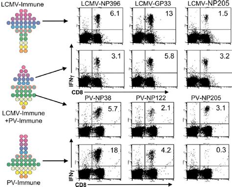 Accommodation Of New Memory T Cells On Heterologous Virus Infection The Download Scientific