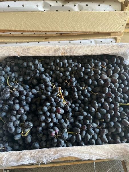 Фруктовый магазин Fruit Shop Salomov возобновляет поставки к Вам Предлагаем вашему вниманию