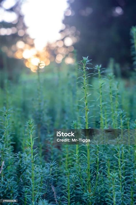 자연 서식지의 다양한 초목으로 둘러싸인 상록수 톱풀 또는 이와 유사한 식물의 클로즈업 사진 이미지는 가장자리가 흐릿하여 깊이와 질감을 강조합니다 0명에 대한 스톡 사진 및
