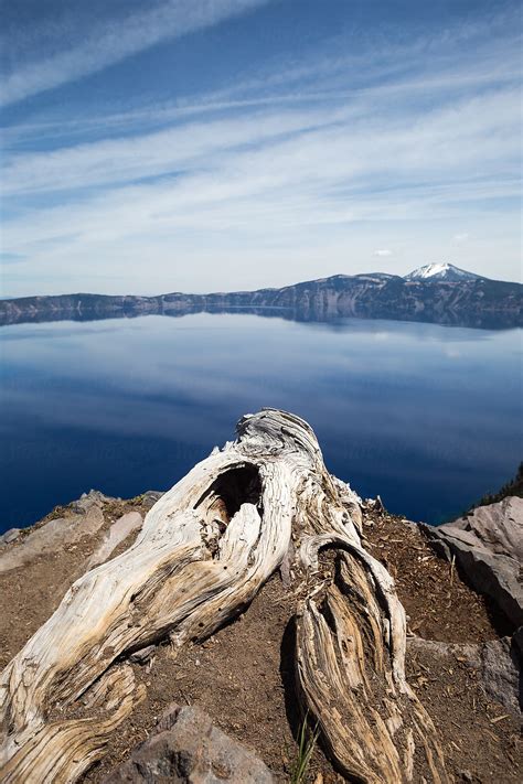 Old Root Of A Tree On The Lake By Stocksy Contributor Michela Ravasio Stocksy