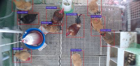 chicken detection and tracking using machine vision