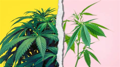 Cannabis Plant Sex Identification A Detailed Guide